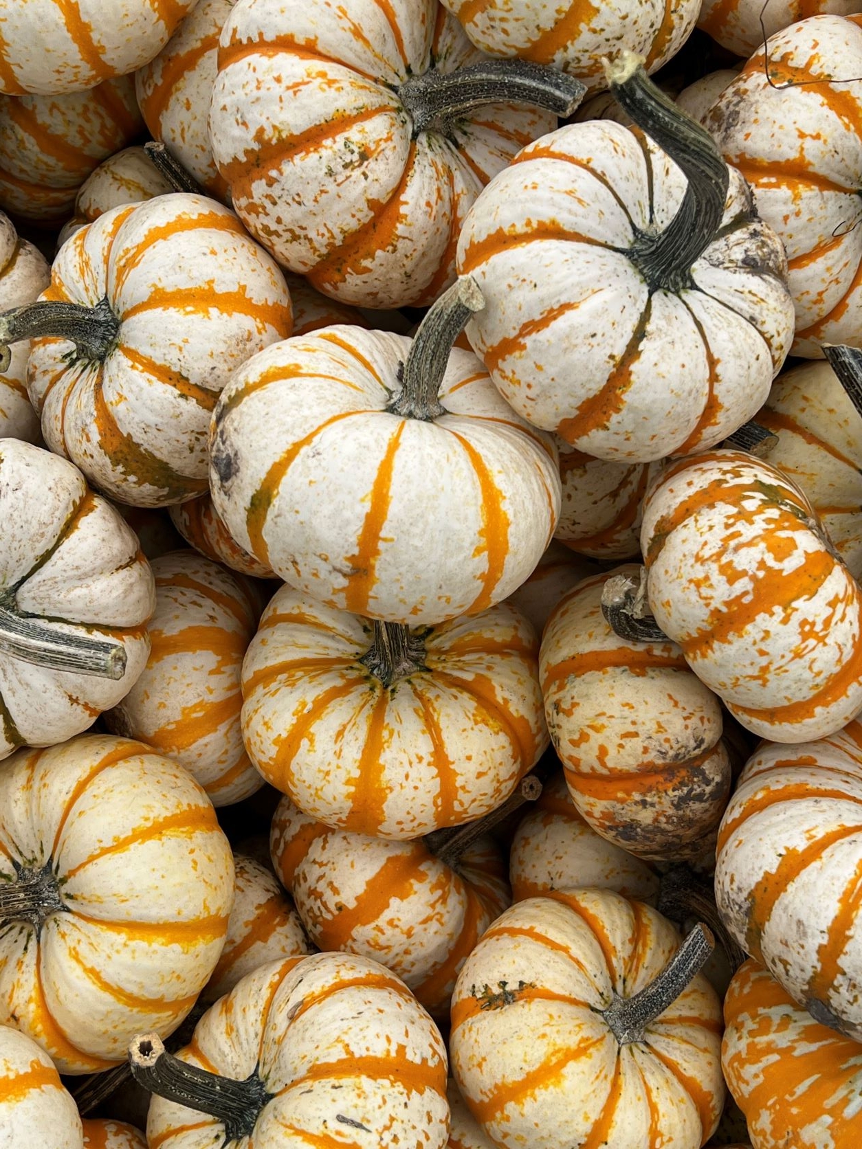 Visit One of the Best Pumpkin Patches in Connecticut - He Works So I Travel
